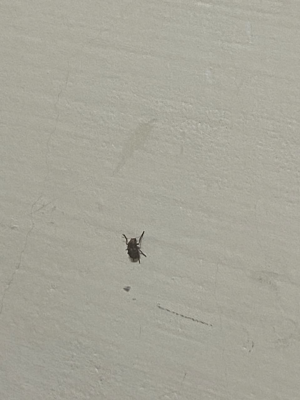 請益 這是什麼昆蟲? 昆蟲板 Dcard