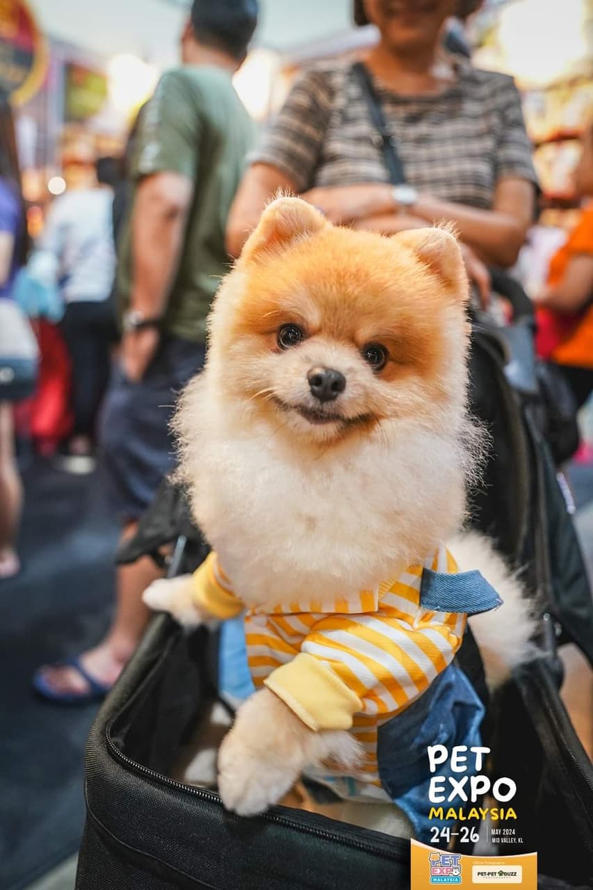 有没有哪一瞬间发现你很爱你的宠物 - MY_Pets板 | Dcard