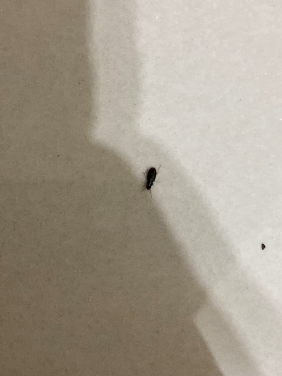 鑑定 請益 請益 昆蟲版的前輩這是什麼蟲 昆蟲板 Dcard