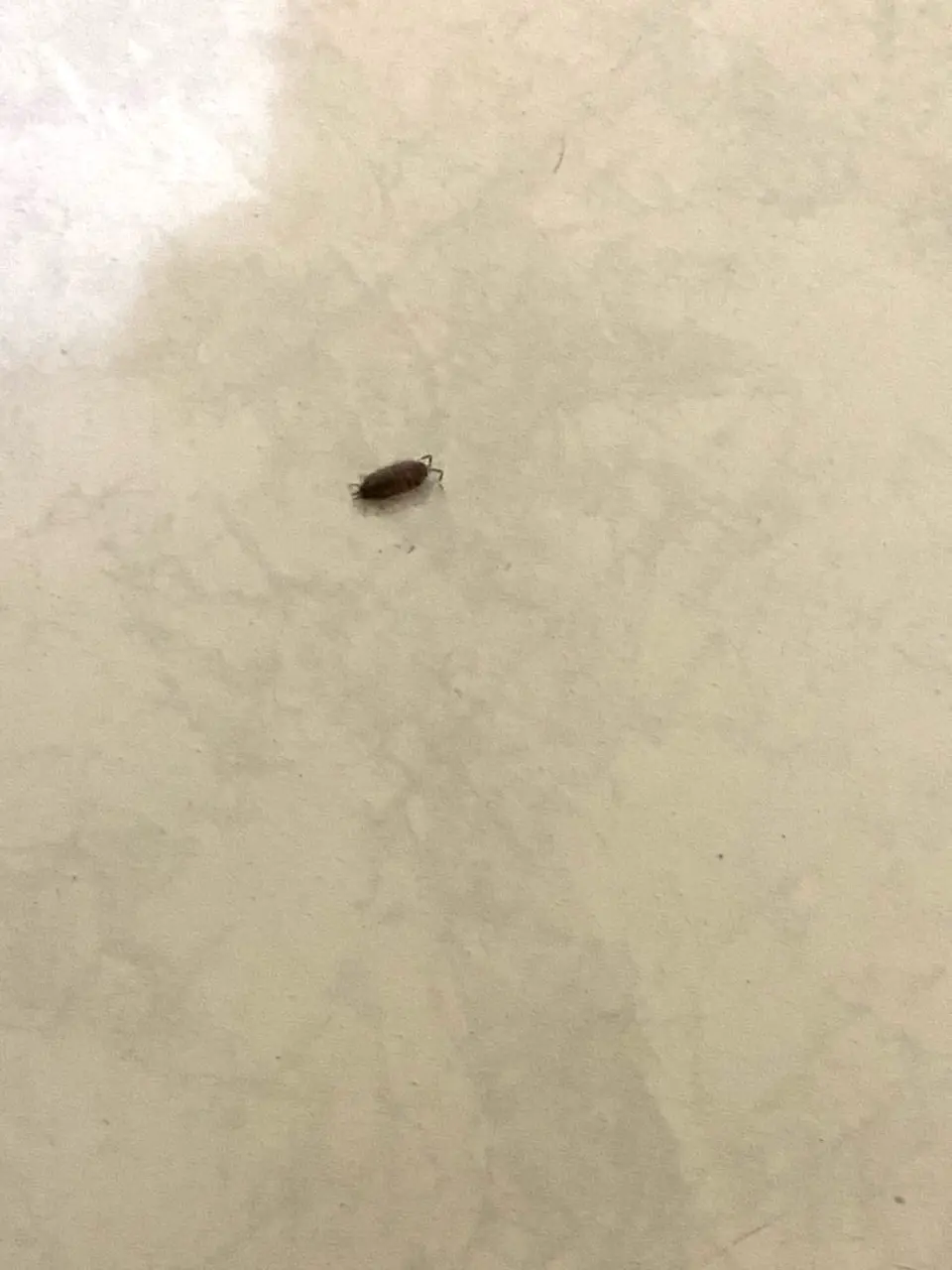 請益 鑑定求救請問這是什麼蟲😭 昆蟲板 Dcard