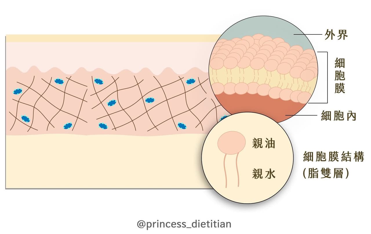 你一定要認識的肌膚保濕小海棉—玻尿酸🧽 (抽獎結果公布) - 公主營養師👑 (@princess_rd) | Dcard