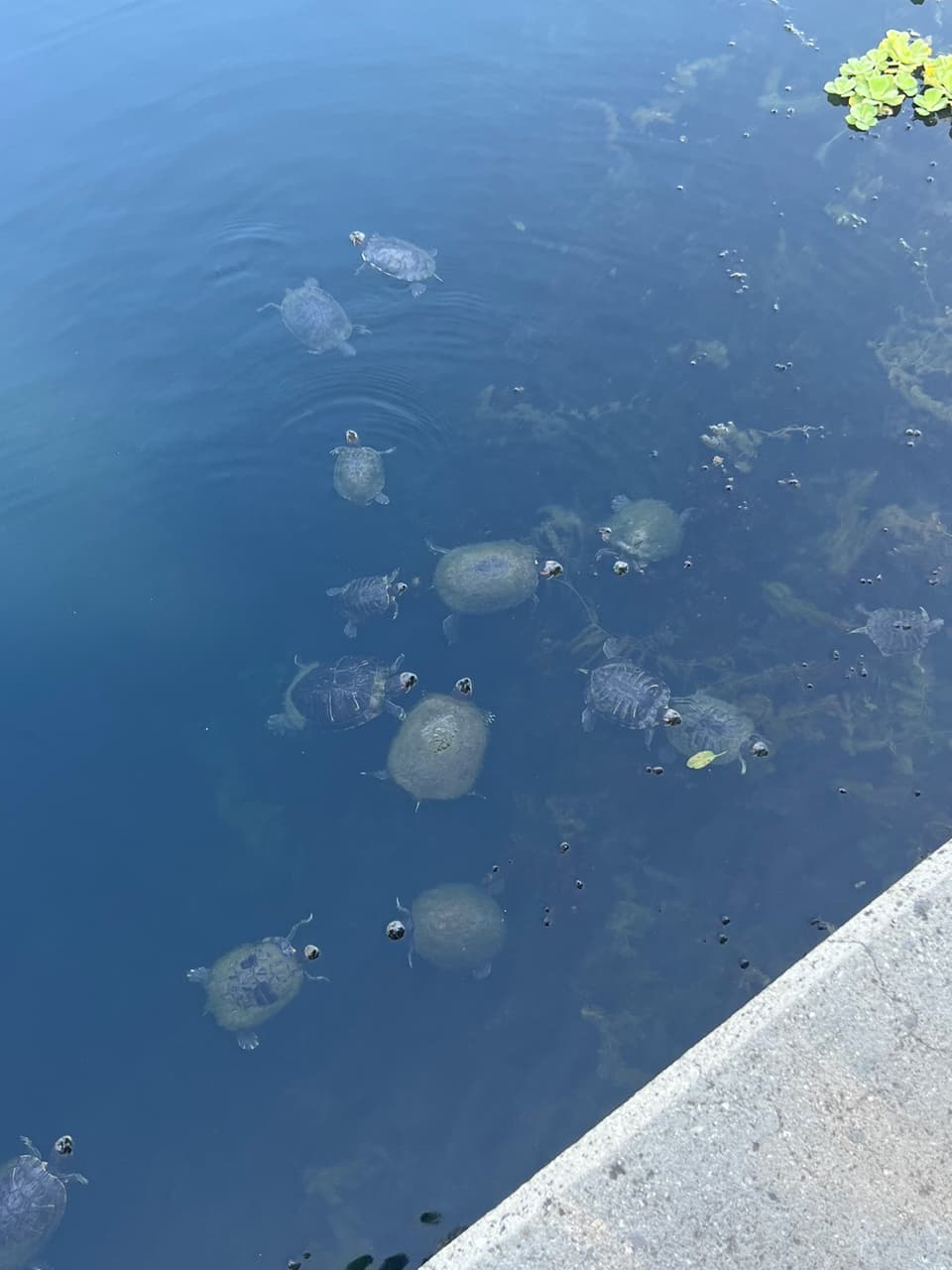 #更新 220824 多榮 UNIVERSE FNS - 宇宙少女板 | Dcard