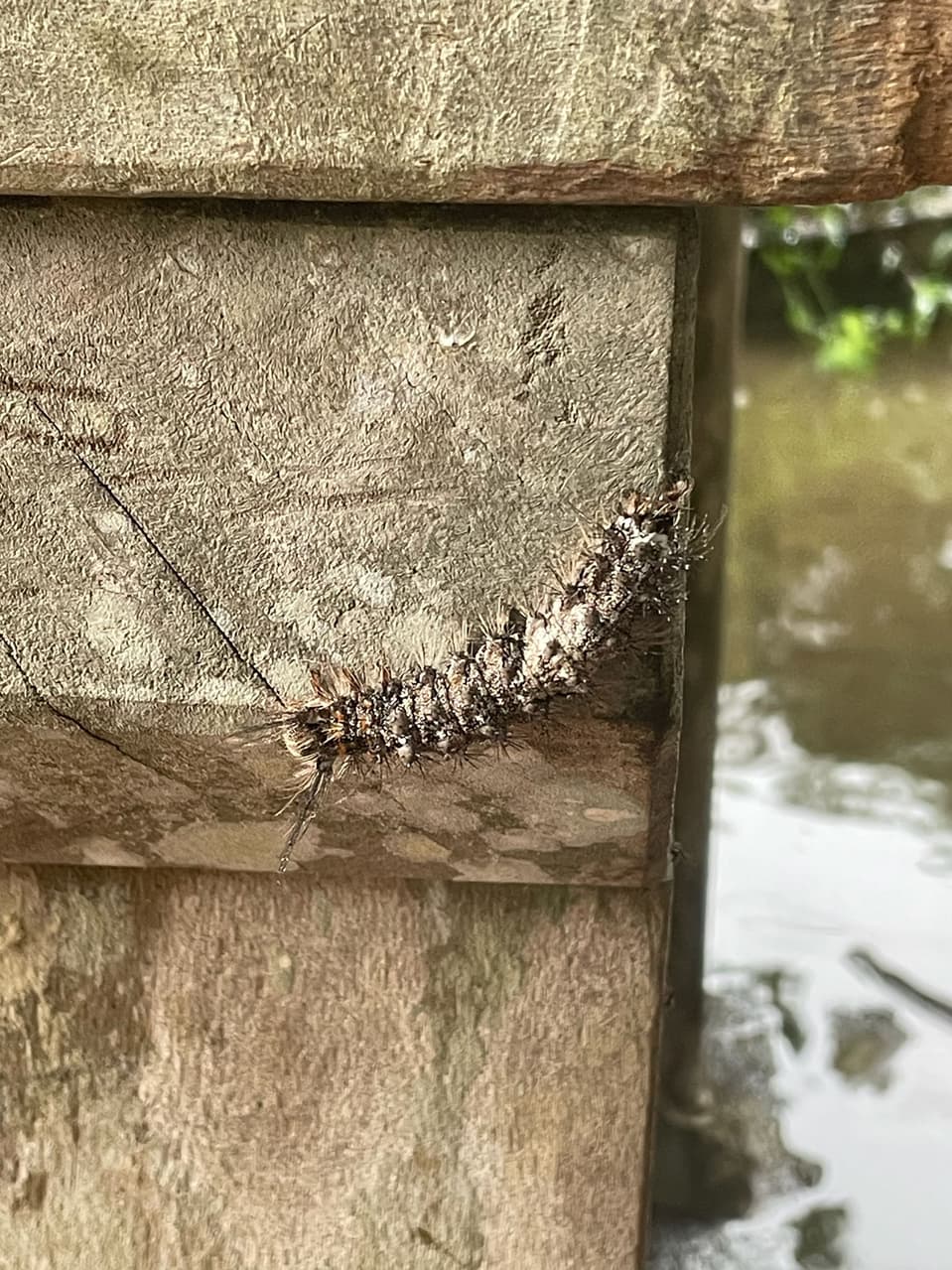 鑑定 請問這是誰的幼蟲🐛 昆蟲板 Dcard