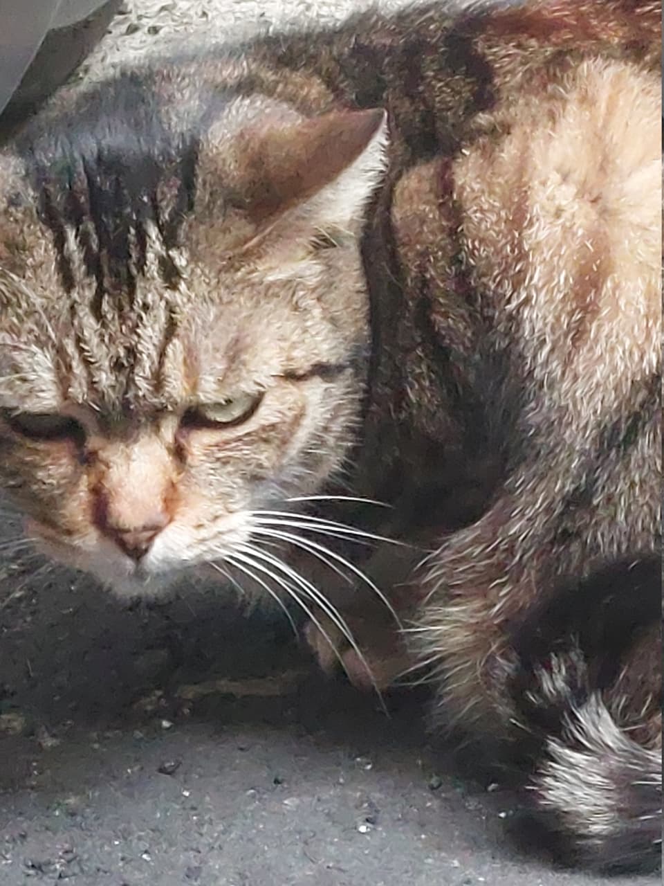 Nothing. Just some random cat pics. Note. There are more in comments ...