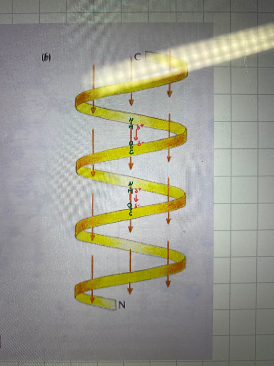 生物化學 二級結構dipole of alpha helix 請教 - 考試板 | Dcard