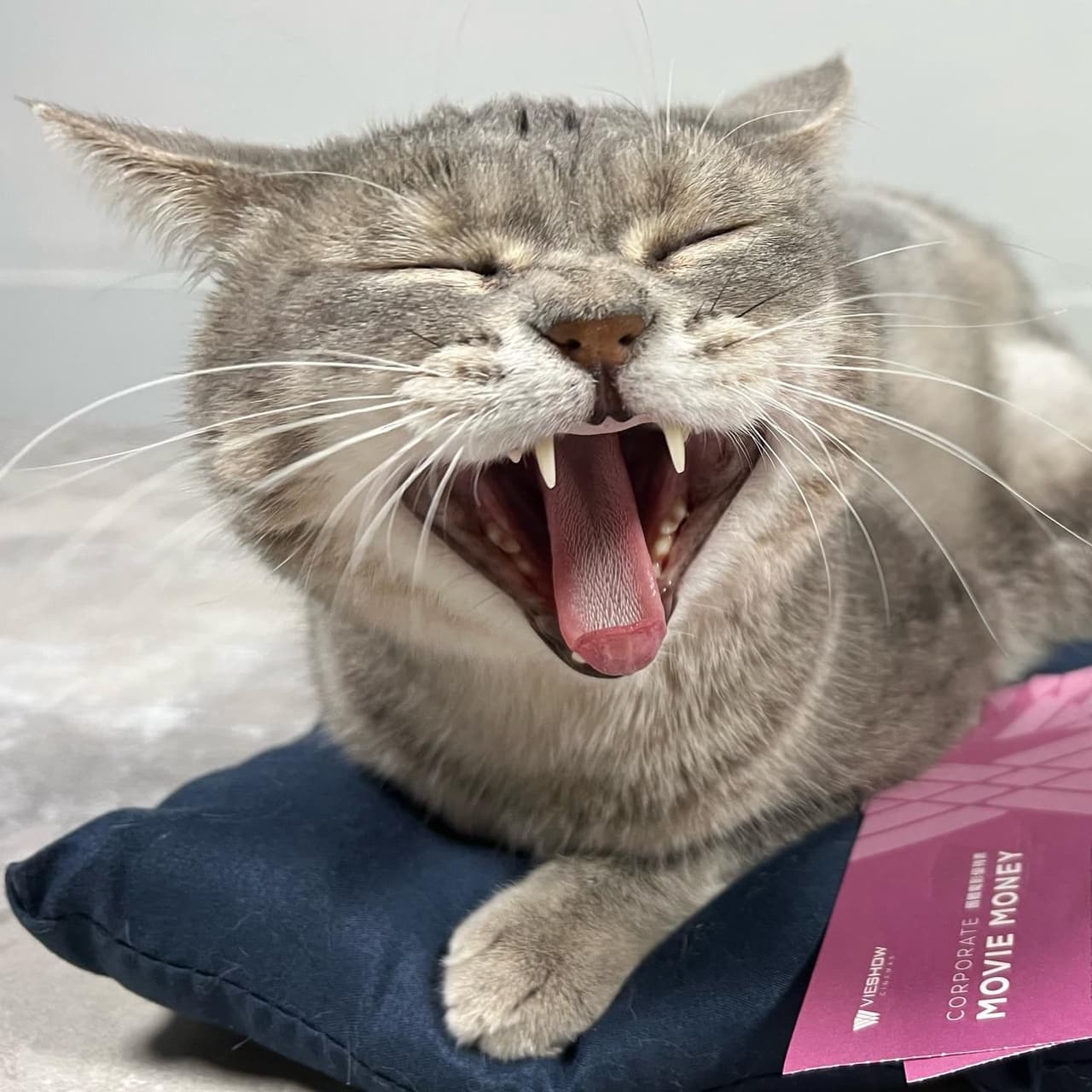 貓咪打哈欠 - 搗灰的娘親 (@mm951113) | Dcard