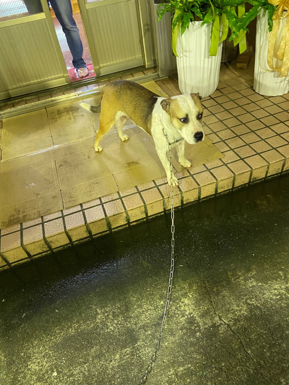 #問 請問這是什麼品種的狗 - 寵物板 | Dcard