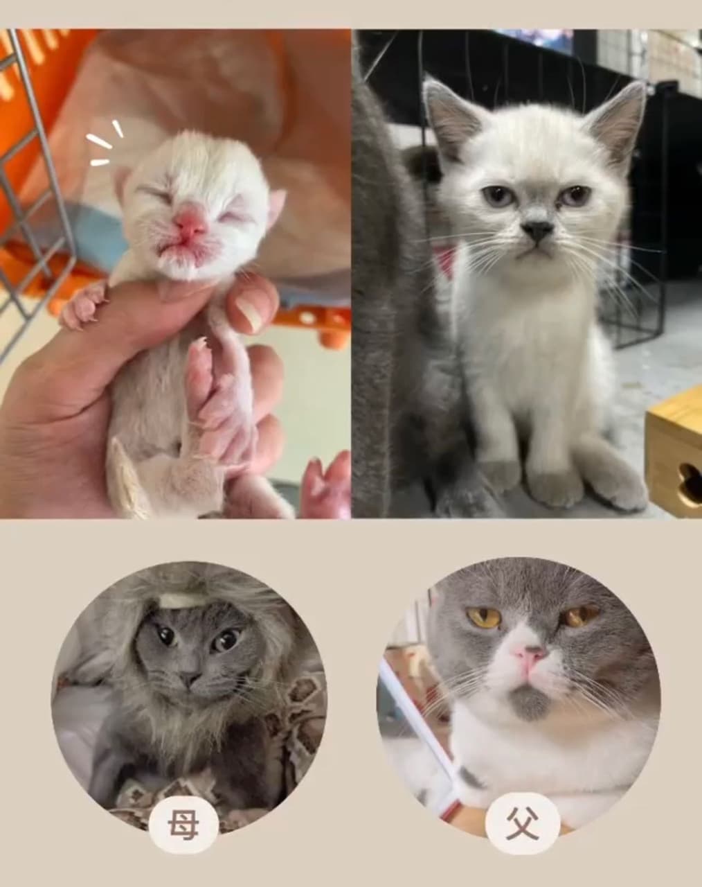 鼻子慢慢變橘了 - B28 留言 | Dcard