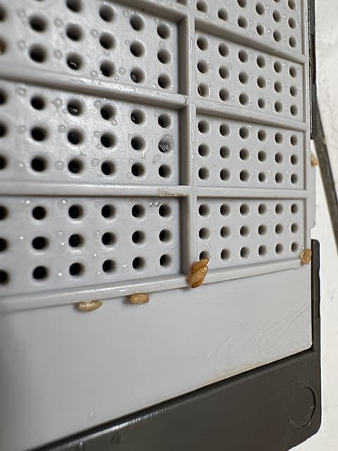 #請益 #請益 - 昆蟲板 | Dcard