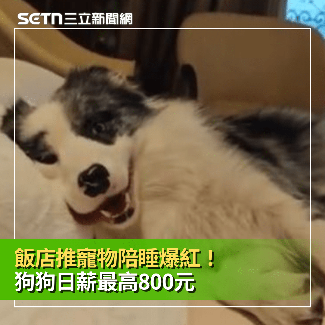 飯店推出「寵物陪睡」爆紅！旅客排隊搶訂 狗狗下海日薪最高800元 - SETN三立新聞網 (@setn54) | Dcard