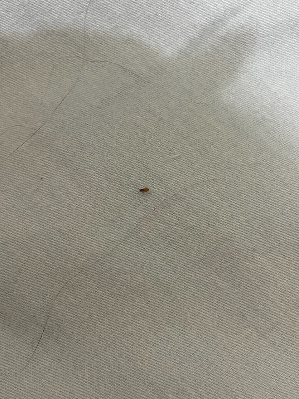 鑑定 鑑定 想問這是什麼蟲蟲🥺 昆蟲板 Dcard