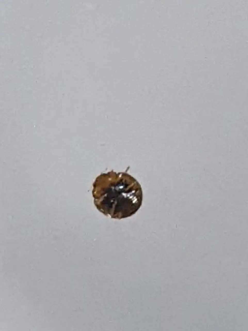 請益 請問這是什麼蟲蟲😭 昆蟲板 Dcard