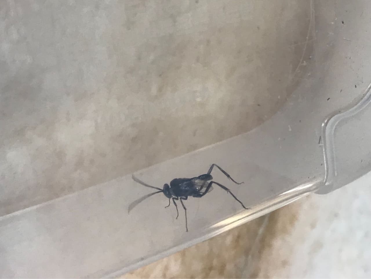 鑑定 請問這是什麼蟲🐛🐛 昆蟲板 Dcard
