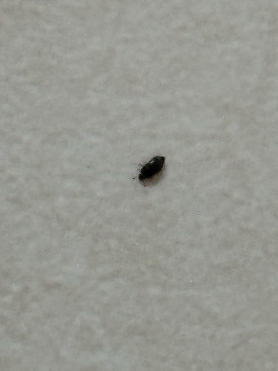 鑑定 這是什麼蟲 昆蟲板 Dcard