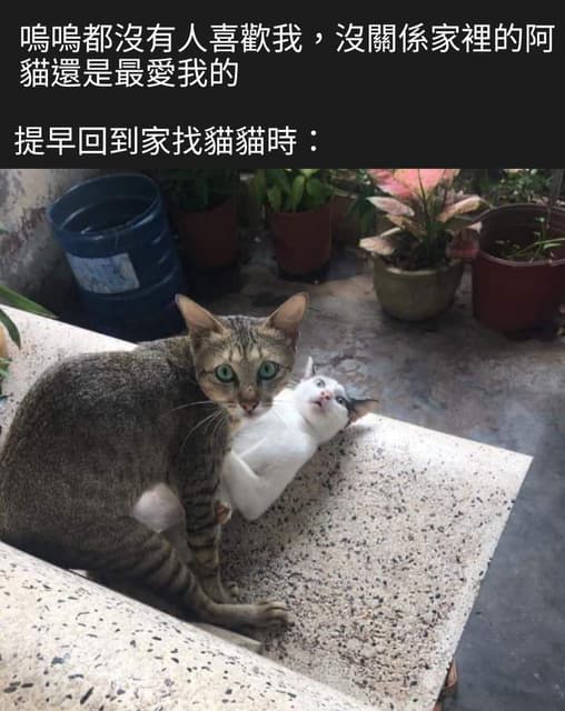 笑死 梗圖板 Dcard