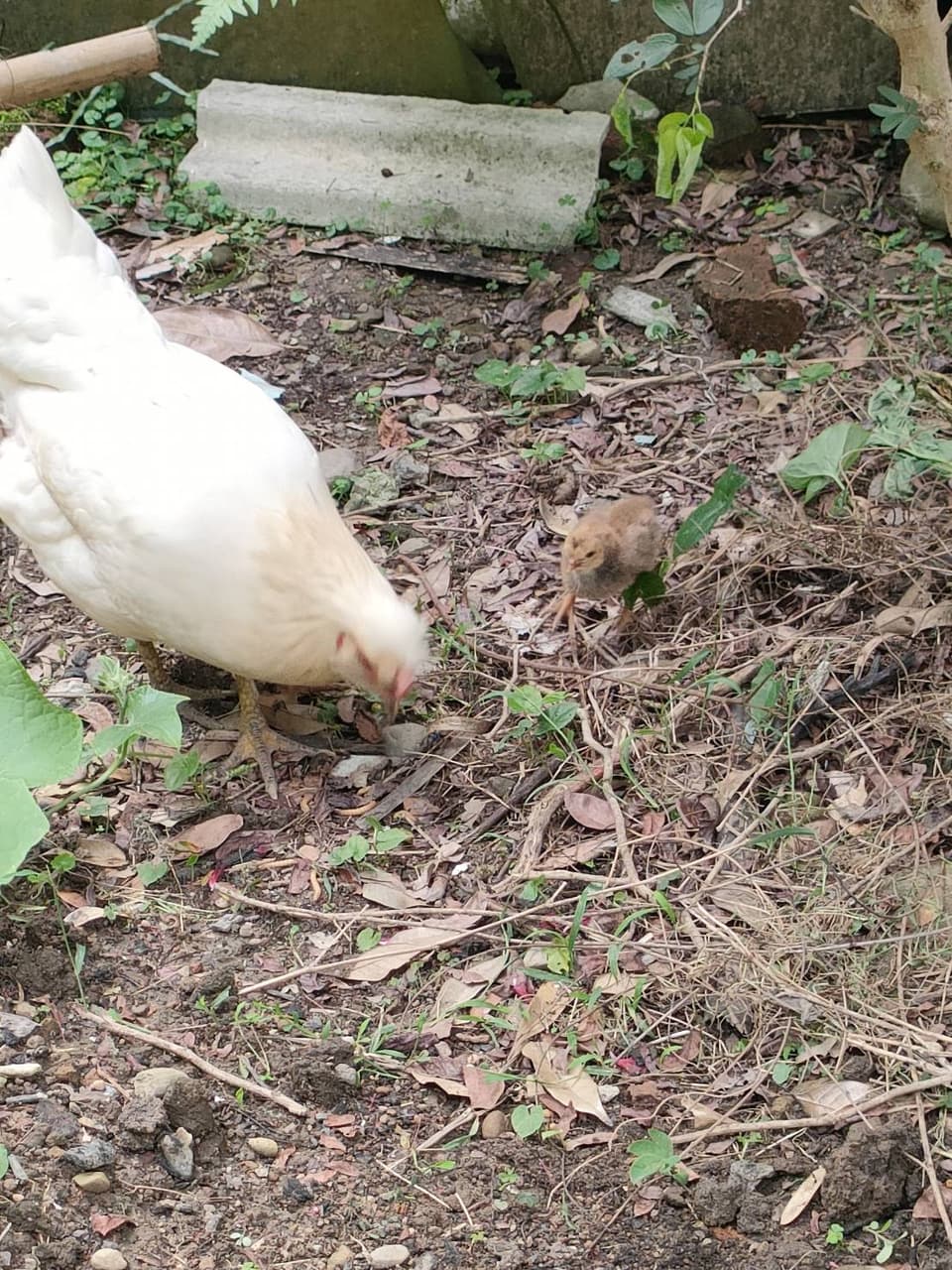 生活分享-寵物篇6 - 周浠 (@millie_1995) | Dcard