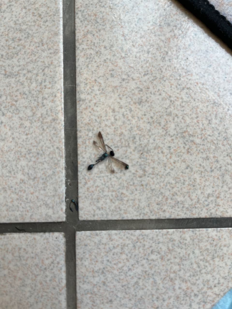 請益 請問這是什麼蟲蟲? 昆蟲板 Dcard