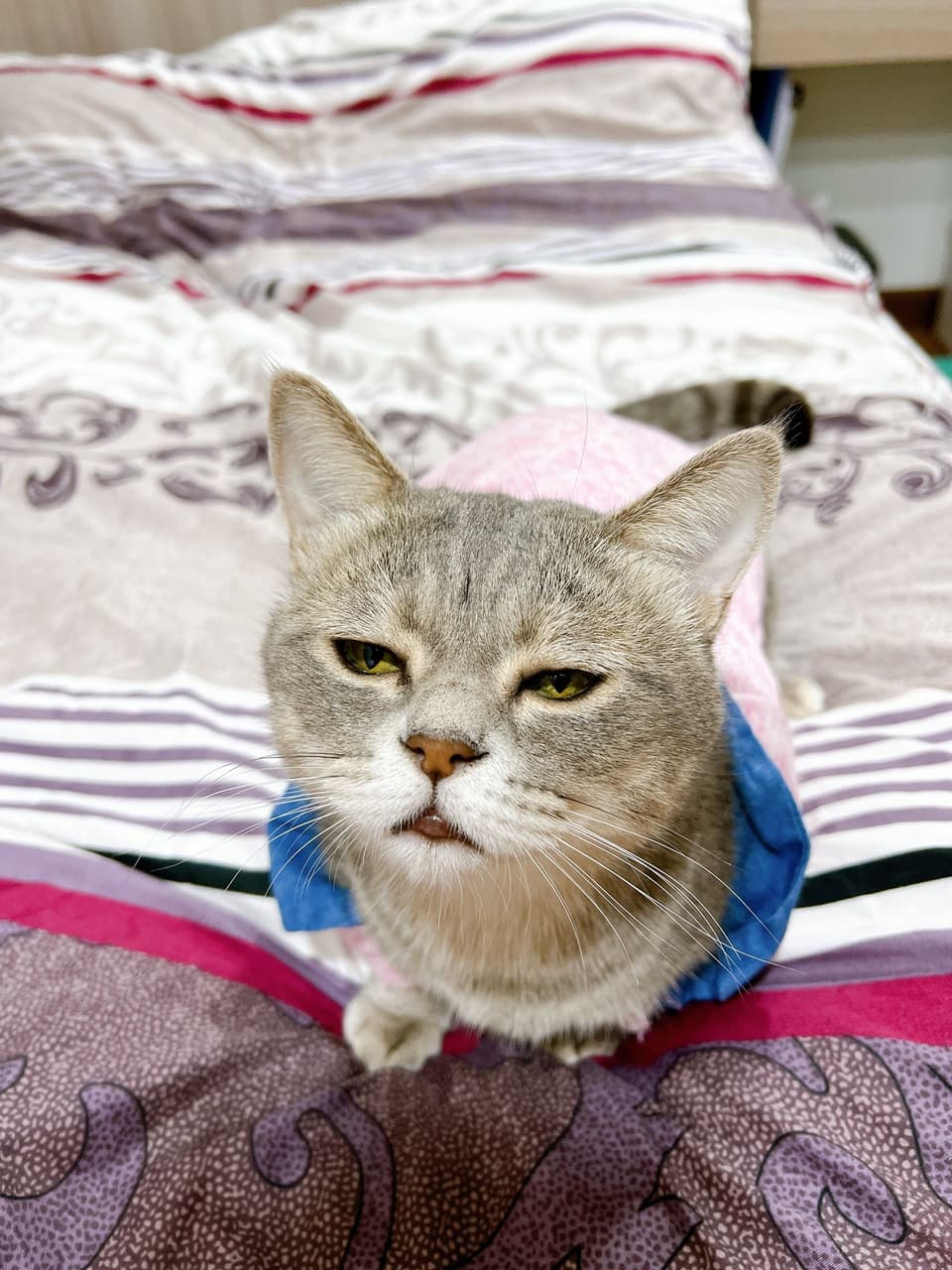 胖了一圈 衣服炸開 - 搗灰的娘親 (@mm951113) | Dcard