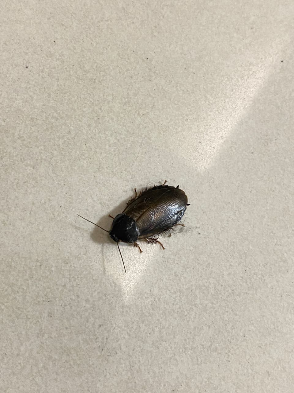 鑑定 這隻像蟑螂的是什麼蟲? 昆蟲板 Dcard
