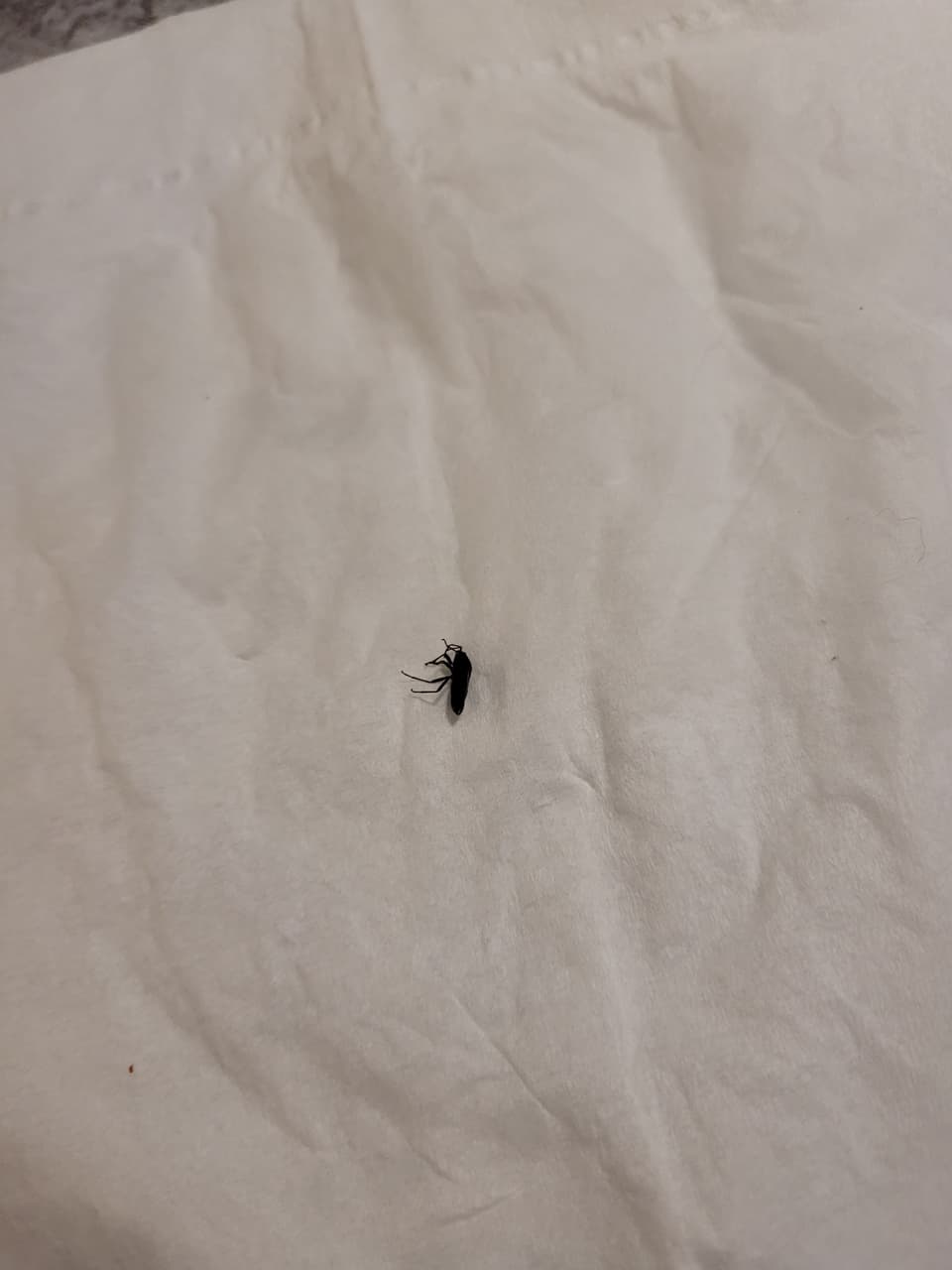 請益 請益 這是什麼蟲子是否有害? 昆蟲板 Dcard