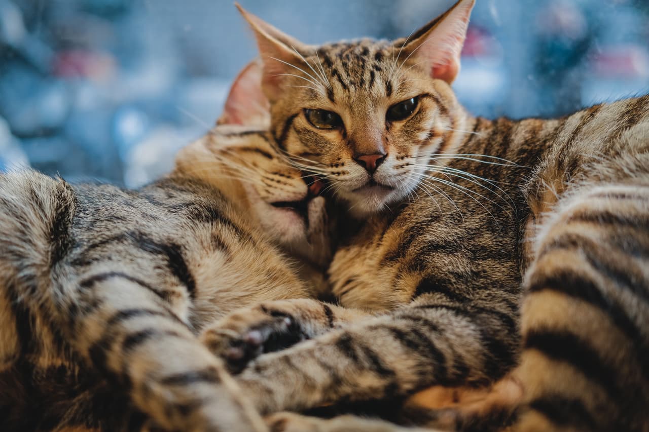 #作品 X-T20五年回顧 - 攝影板 | Dcard