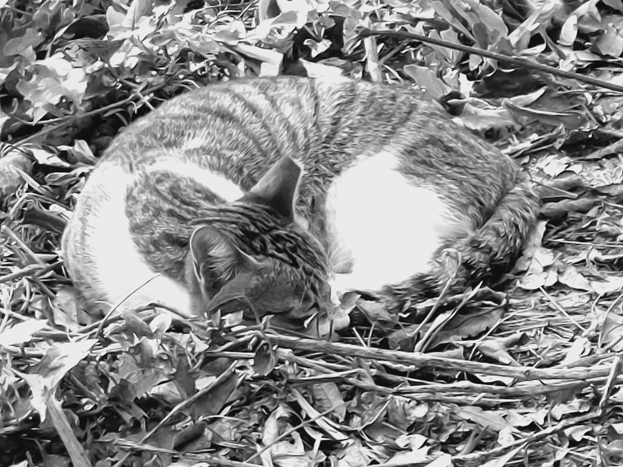 Nothing. Just some random cat pics. Note. There are more in comments ...