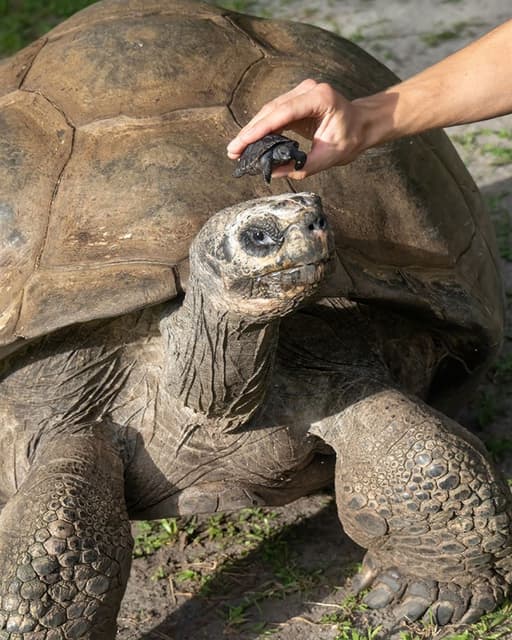 135歲當「新手爸爸」 象龜夫妻榮登金氏世界紀錄 - SETN三立新聞網 (@setn54) | Dcard
