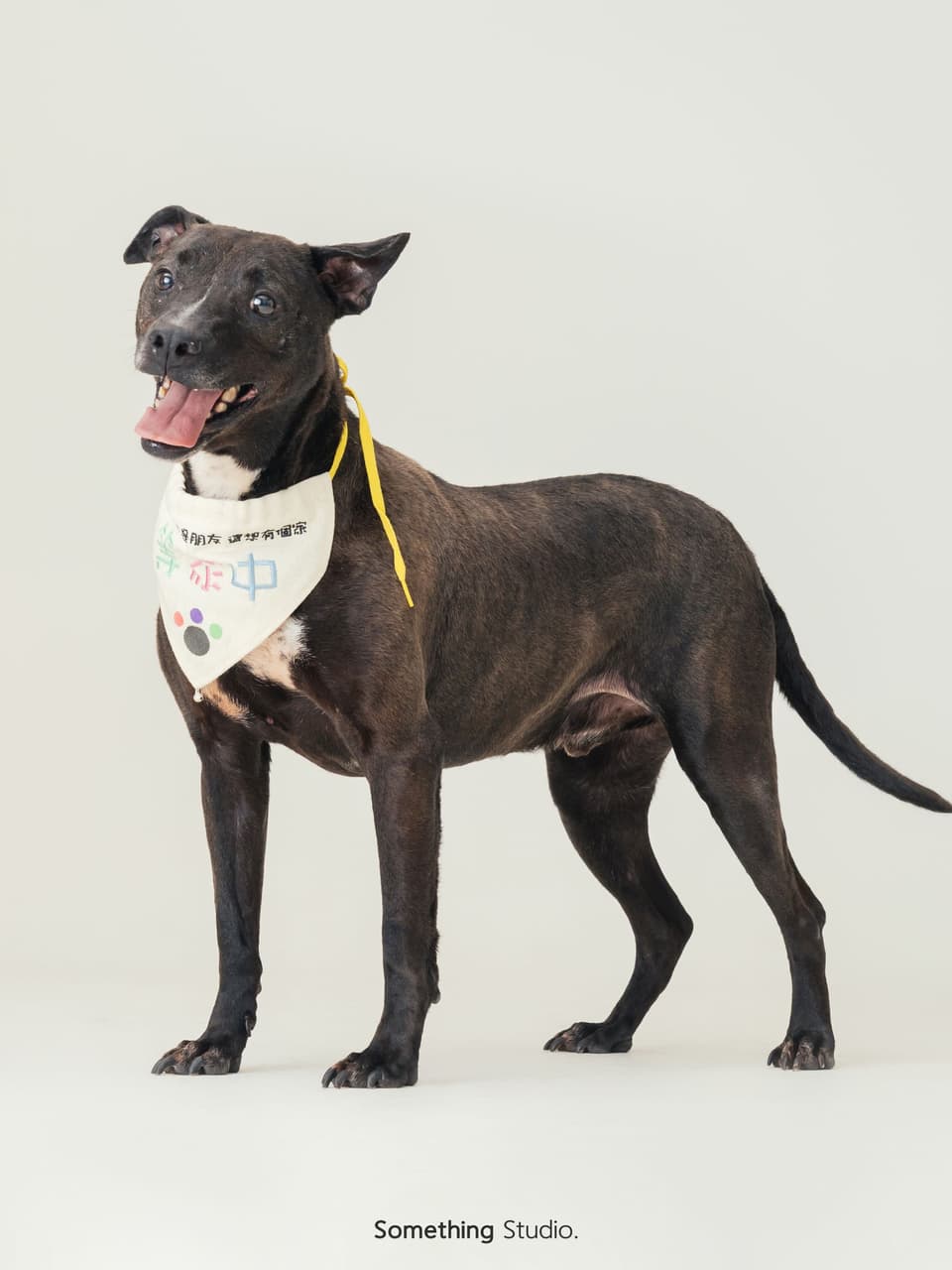 認養｜超親人米克斯：小霸王 - 寵物板 | Dcard