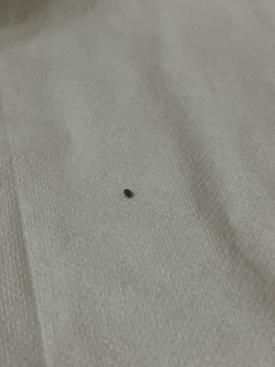 請益 請益 請問這是什麼蟲🐛 昆蟲板 Dcard