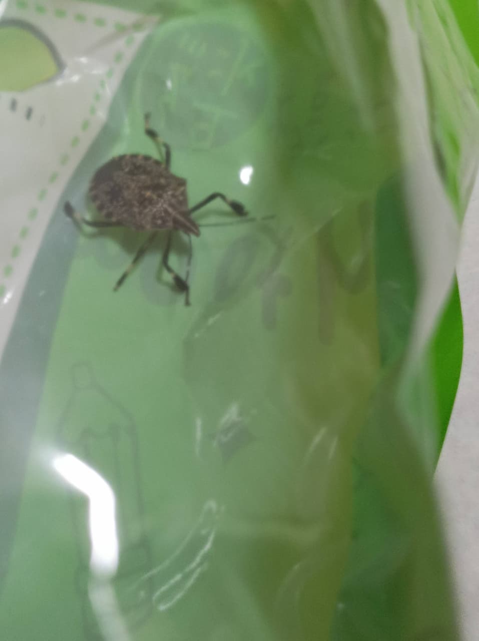 鑑定 這啥蟲？ 昆蟲板 Dcard