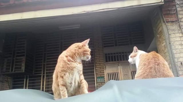 #圖#貓 世新附近的貓 - B42 留言 | Dcard