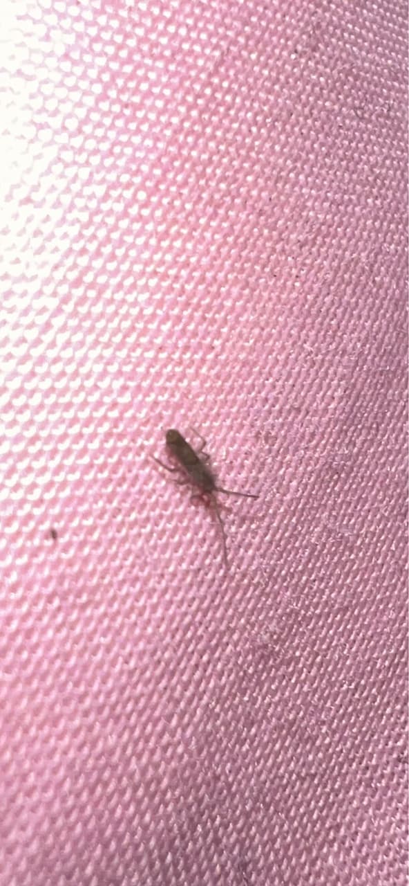 鑑定 這是什麼蟲😨😨 昆蟲板 Dcard