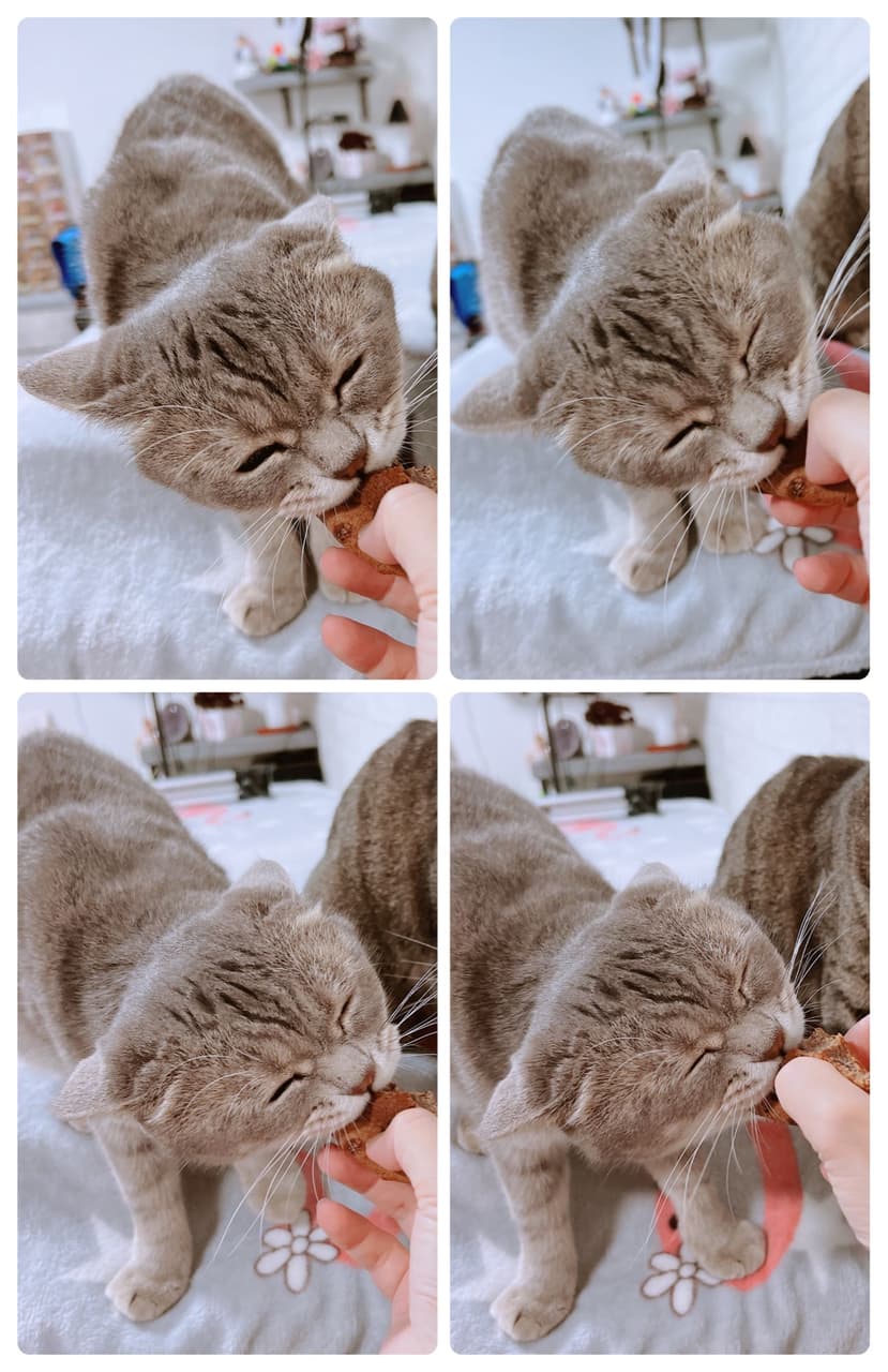 有夠貪吃的搗灰 - 搗灰的娘親 (@mm951113) | Dcard