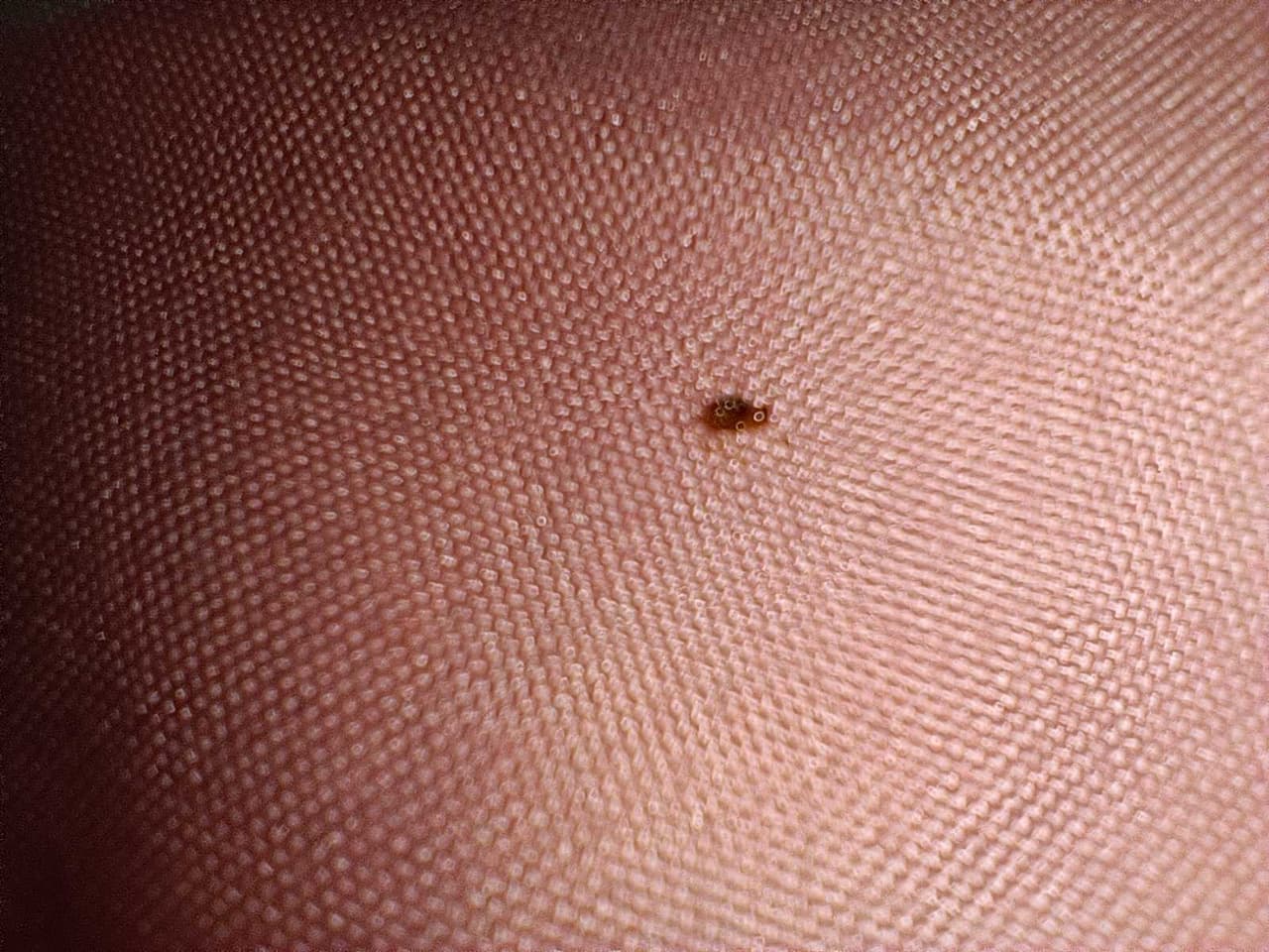 請益 請問這是甚麼蟲蟲😭😭 昆蟲板 Dcard