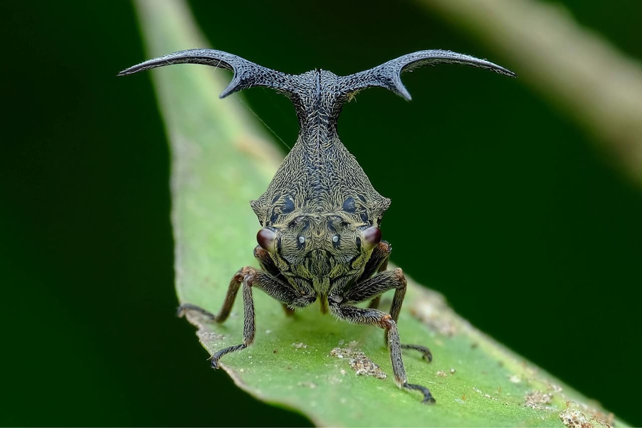 #分享 難得一見的昆蟲 - 昆蟲板 | Dcard