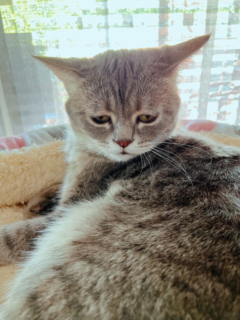 不要吵我睡覺 - 搗灰的娘親 (@mm951113) | Dcard