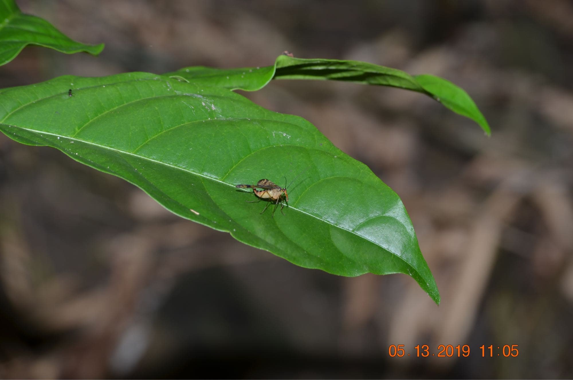 #分享 圖庫隨機照片 - 昆蟲板 | Dcard
