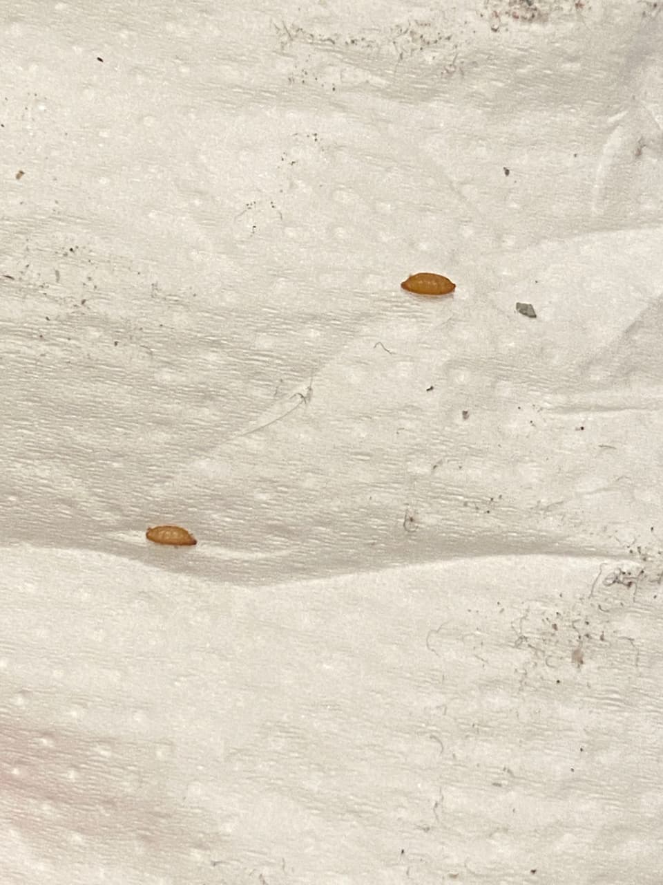 鑑定 鑑定 (已解決)請問這個是什麼蟲的卵? 昆蟲板 Dcard