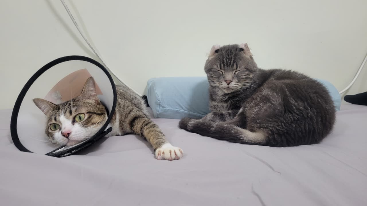 誰比他們悠哉：）？ - 捲餅🌯 (@moyuon_03) | Dcard