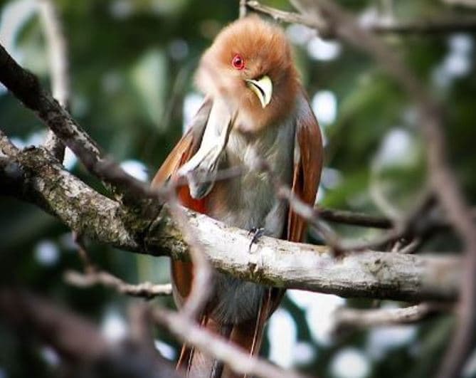 世界之最／全球公認「最無恥的鳥」！卻被中國人歌頌了千年 - SETN三立新聞網 (@setn54) | Dcard