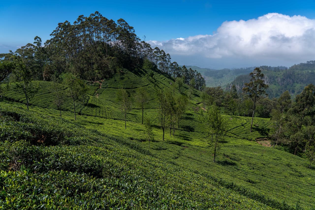 斯里蘭卡：印度洋上的眼淚 - 旅遊板 | Dcard