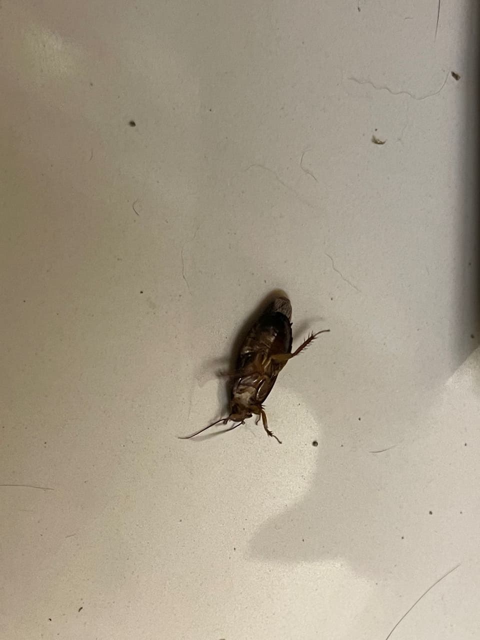 請益 請益 想請問這是什麼蟑螂 昆蟲板 Dcard