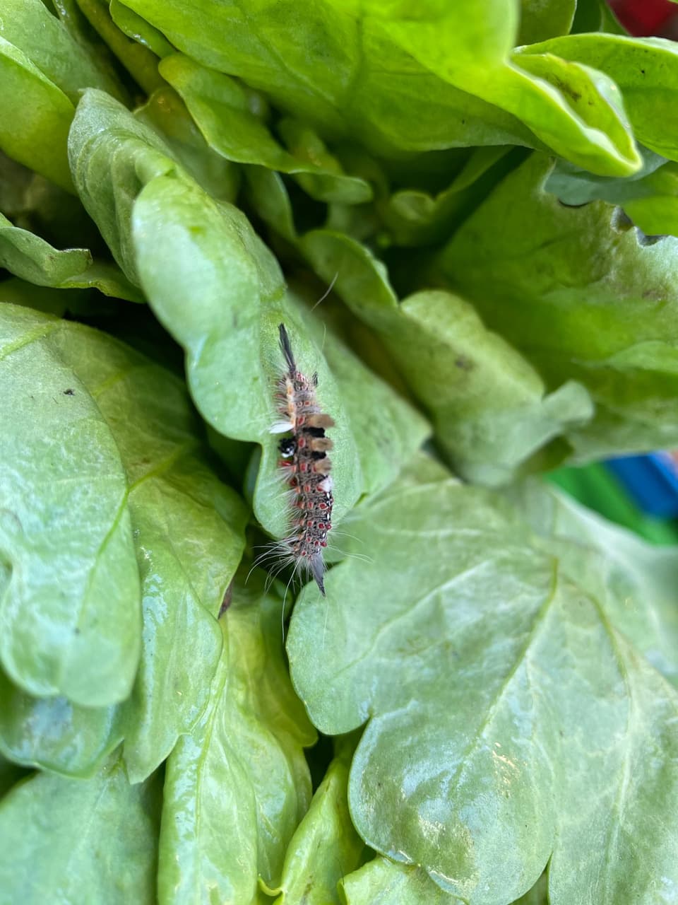 鑑定 這是什麼蟲？ 昆蟲板 Dcard