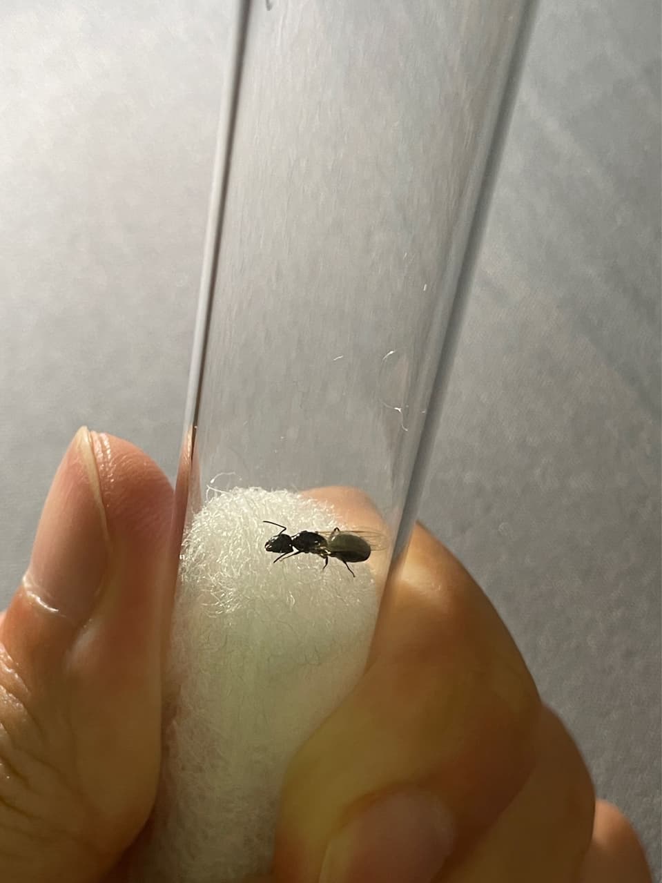 鑑定 鑑定 昆蟲板 Dcard