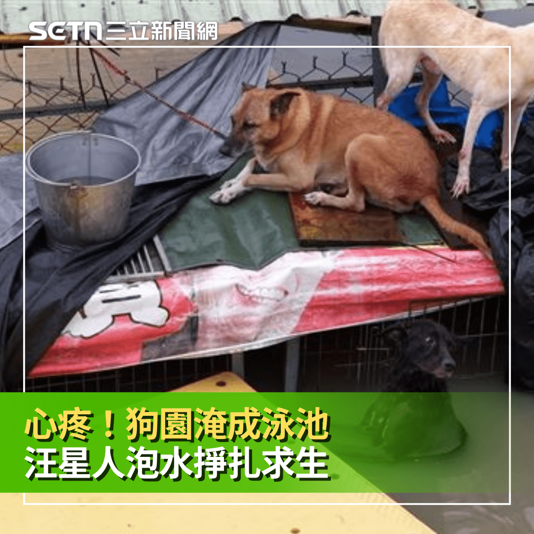 心疼！台南黃媽媽狗園淹成游泳池 汪星人「泡泥水掙扎」逃屋頂發抖求生 - SETN三立新聞網 (@setn54) | Dcard
