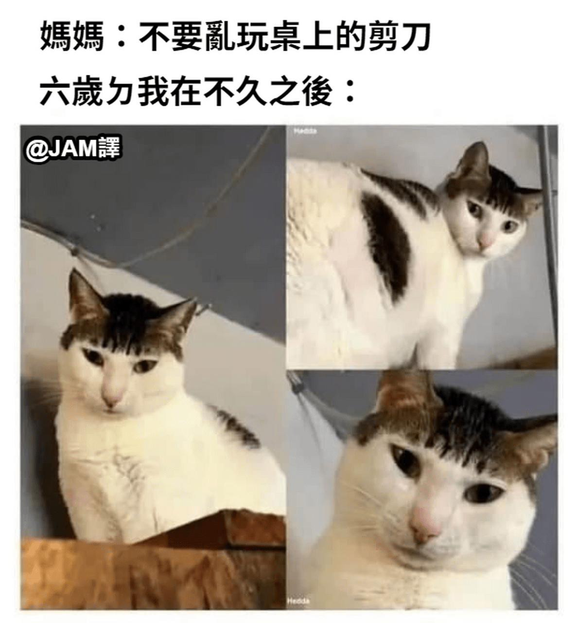 翻譯 剪瀏海高手😻 梗圖板 Dcard