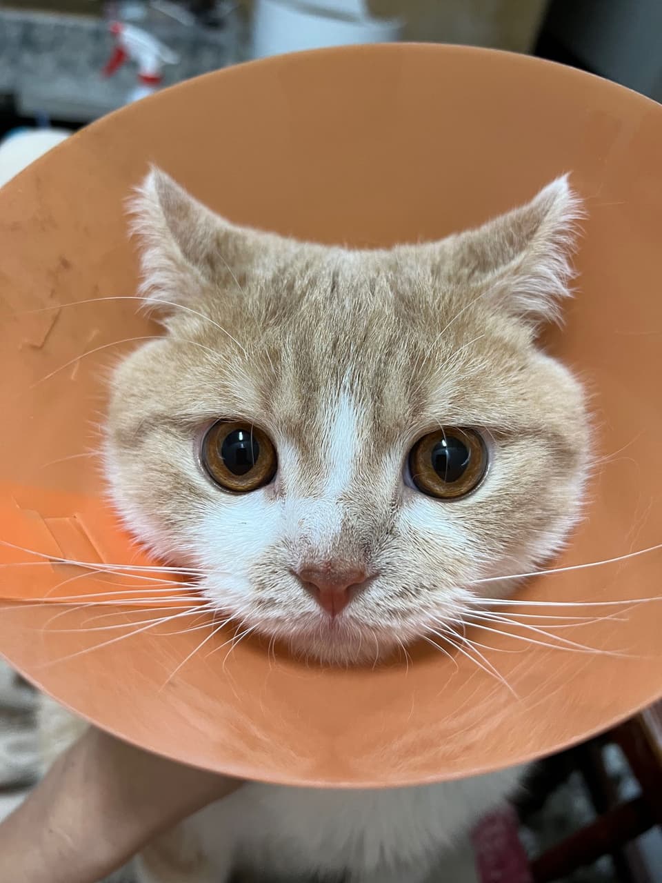 昨天半夜打雷嚇個半死的小湯 - 東京都立咒術高等專門學校 (@ice.) | Dcard