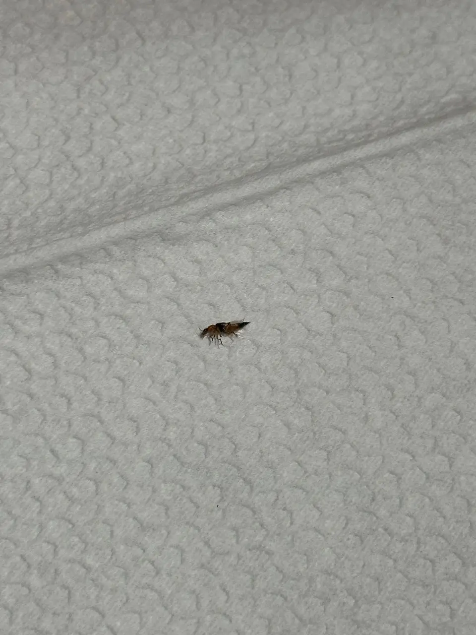請益 請問這是什麼蟲？ 昆蟲板 Dcard