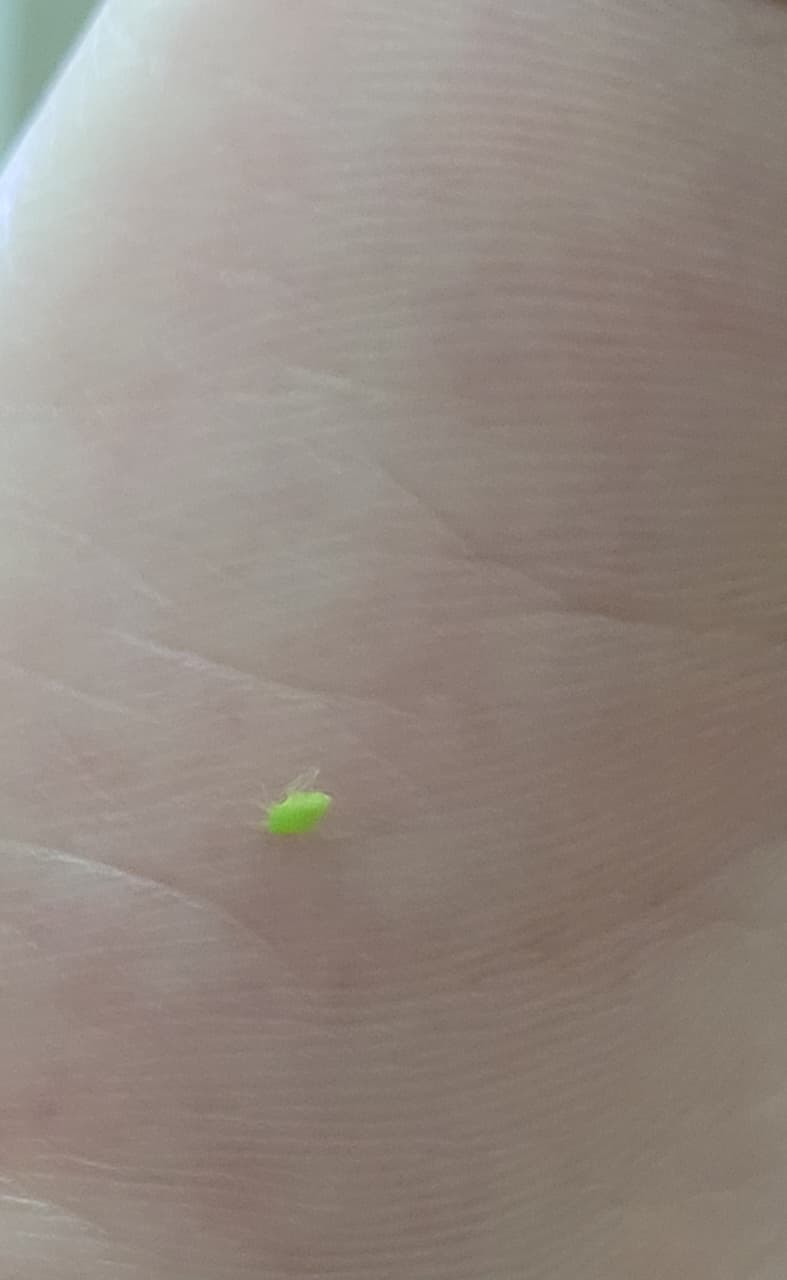請益 #請益 這是什麼可愛蟲蟲 昆蟲板 Dcard