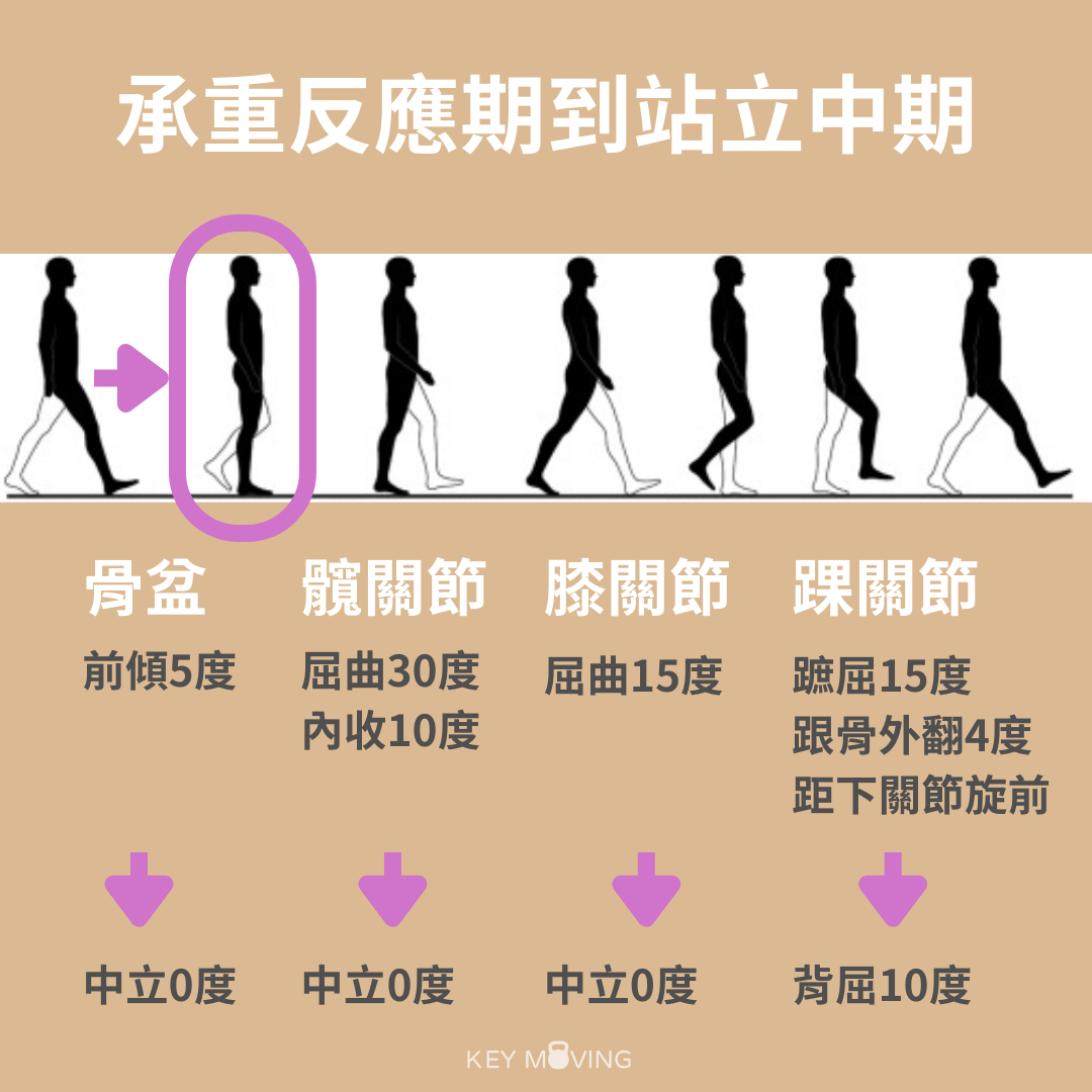 從走路看到身體的問題---站立中期 - 還有夢想的物理治療師 (@bo_soul) | Dcard